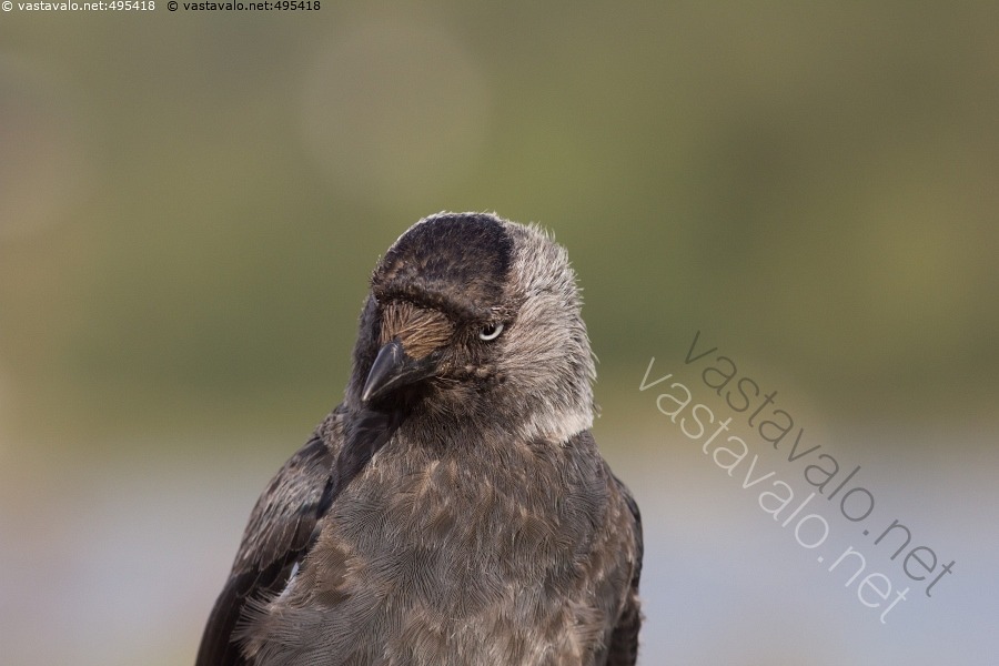 Kuva: Rantaravintolan naakka - Corvus monedula Corvidae naakka ...