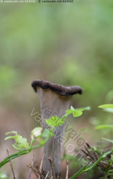 Kuva: Mustatorvisieni - Craterellus cornucopioides mustatorvisieni ...