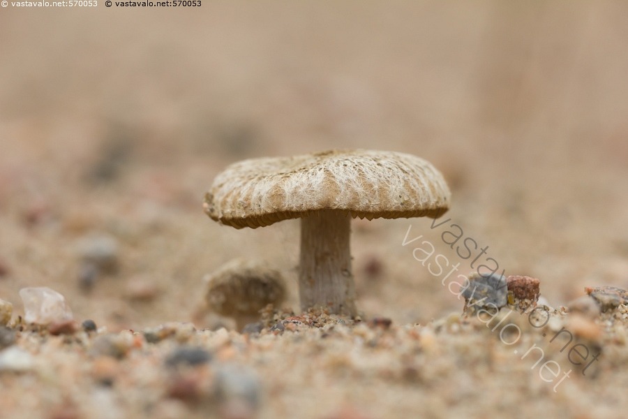 Kuva: Hietikkorisakas - Inocybe impexa Inocybaceae hietikkorisakas ...