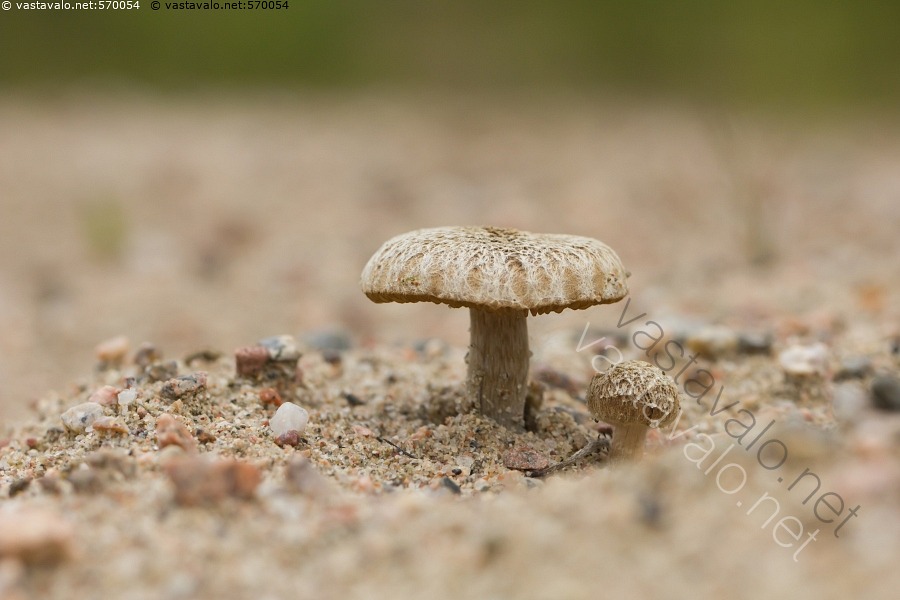Kuva: Hietikkorisakas - Inocybe impexa Inocybaceae hietikkorisakas ...