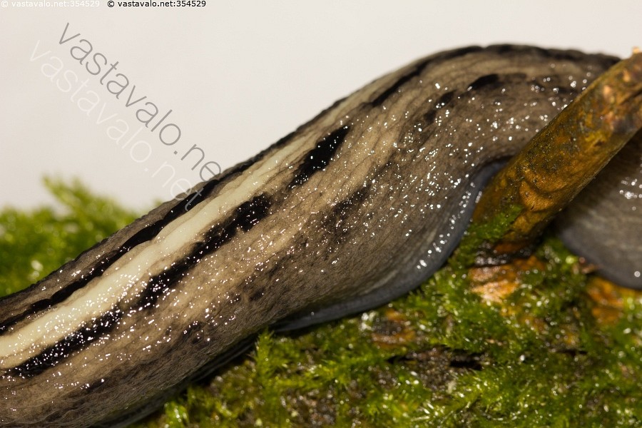 Kuva: Ukkoetana 2/4 - Limax cinereoniger ukkoetana etana maaetana ...