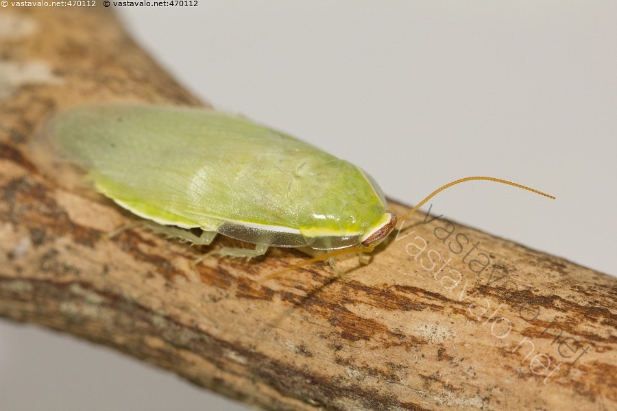 Kuva: Vihreä torakka - Panchlora nivea Blaberidae torakka ...
