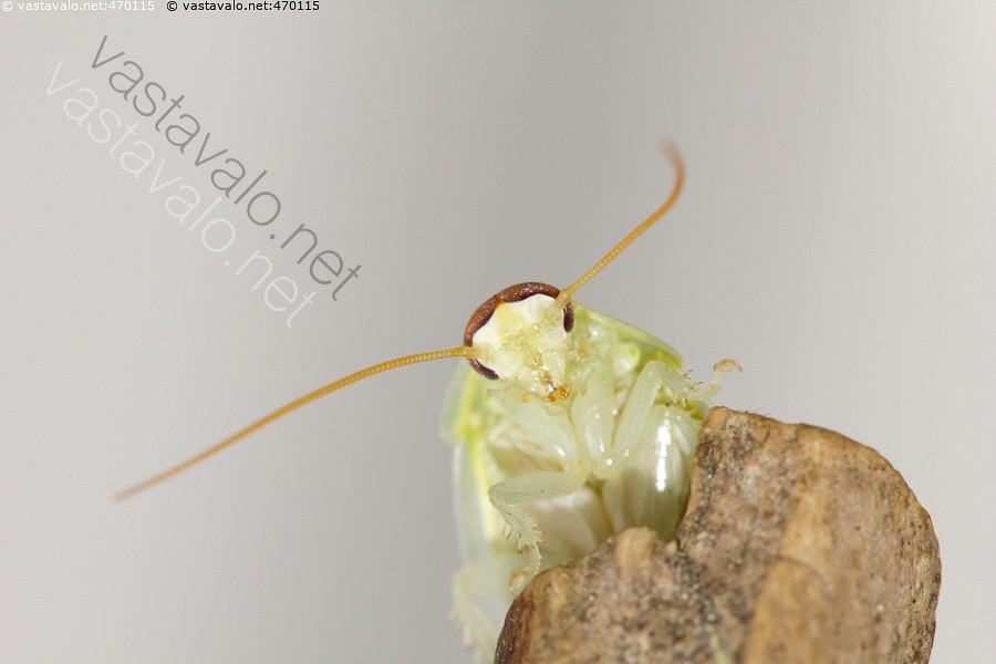 Kuva: Vihreä torakka - Panchlora nivea Blaberidae torakka ...