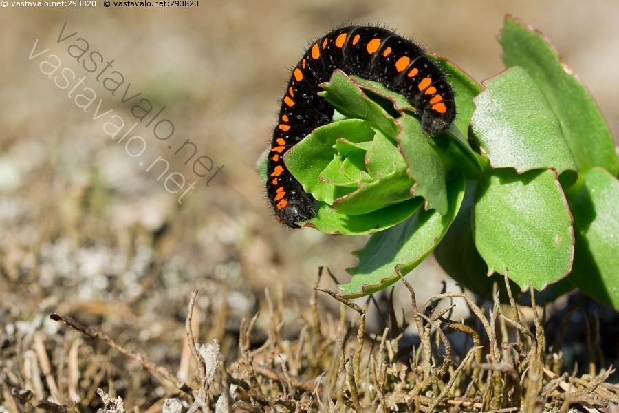 Kuva: Apollon toukka 1 - Parnassius apollo isoapollo apolloperhonen ...