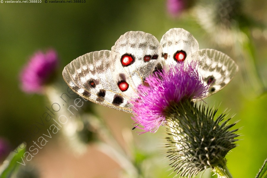 Kuva: Isoapollo ja iso ohdake 3 - Parnassius Parnassiinae Papilionidae ...