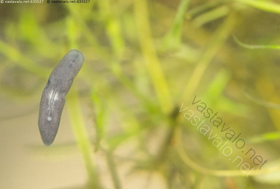 Kuva: Maitolattana - Dendrocoelum lacteum lattana maitolattana ...