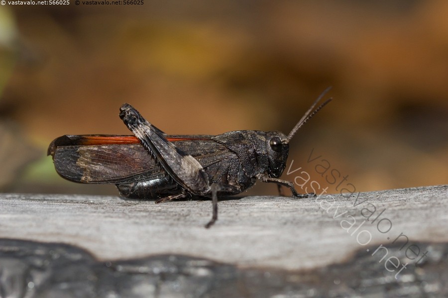 Kuva: Palosirkka ja kulotus - Psophus stridulus Acridae palosirkka ...