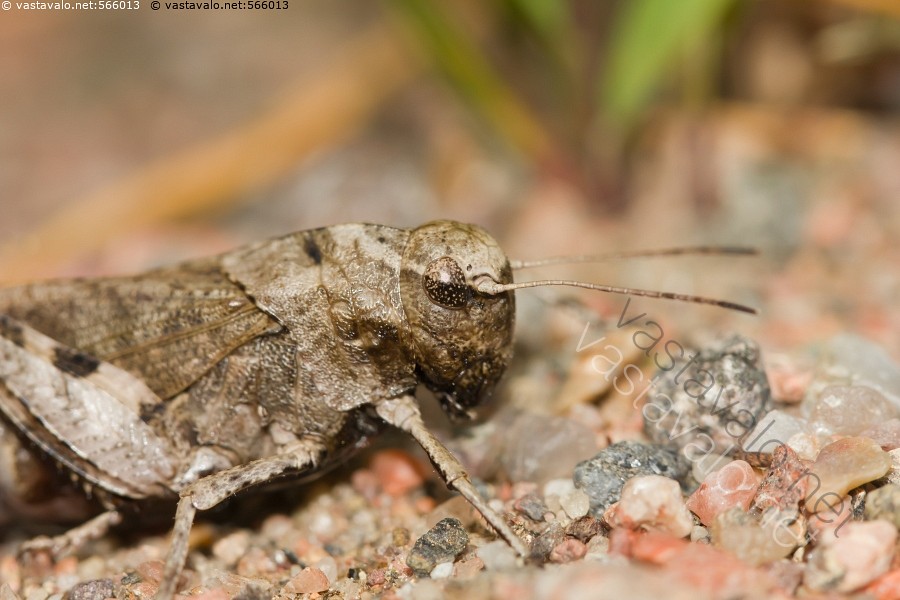Kuva: Palosirkka naaras - Psophus stridulus Acridae palosirkka sirkka ...