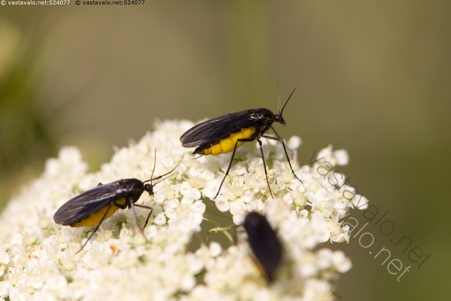 Kuva: Tuomaansääskiä - Sciara thomae Sciaridae tuomaansääski sääski ...