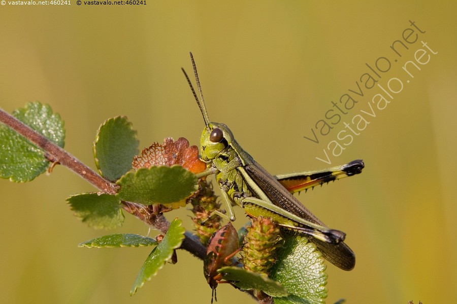 Kuva: Suosirkka ja lude - Stethophyma grossum Acridae suosirkka sirkka ...