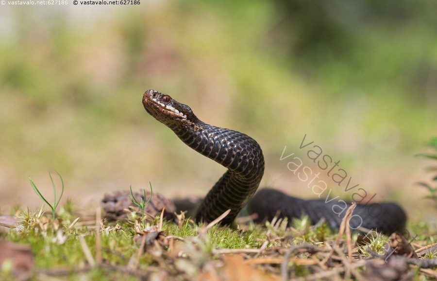Kuva: Metsän musta kyy - Vipera berus kyy kyykäärme käärme matelija ...