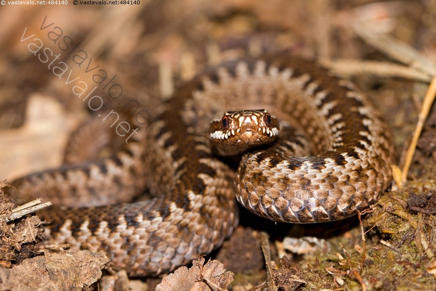 Kuva: Nuori kyy - Vipera berus kyy kyykäärme nuori käärme matelija ...