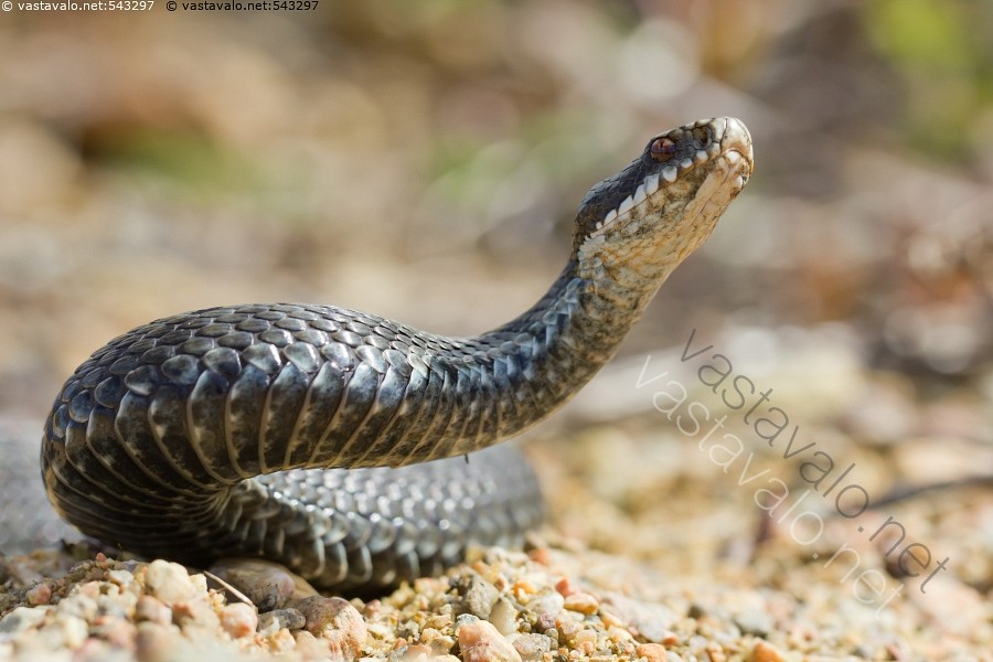 Kuva: Tumma kyy - Vipera berus Viperidae kyy kyykäärme käärme matelija ...