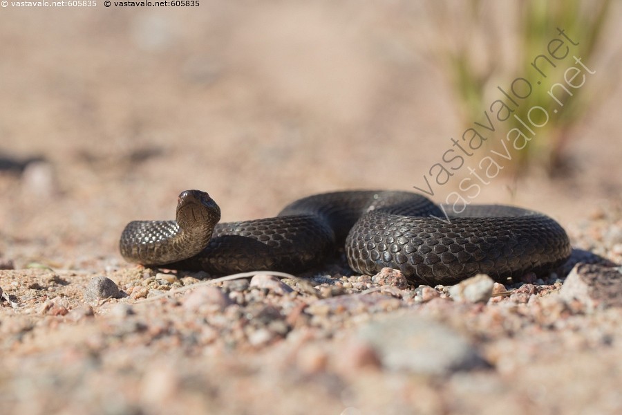 Kuva: Örön musta kyy - Vipera berus Viperidae kyy kyykäärme käärme ...