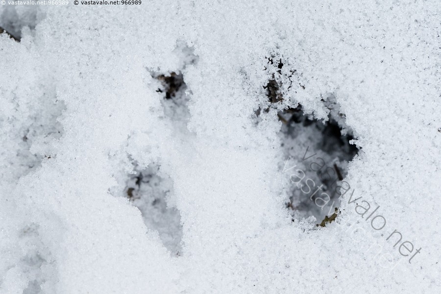 Kuva: Hiiren jälkiä lumessa - Apodemus flavicollis metsähiiri hiiri ...