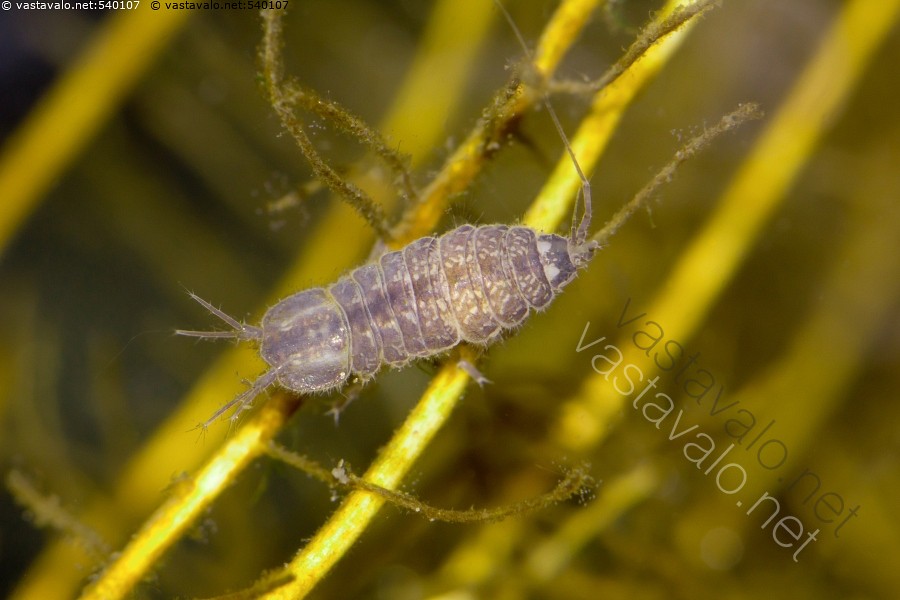 Kuva: Vesisiira - Asellus aquaticus Asellidae Isopoda vesisiira siira ...