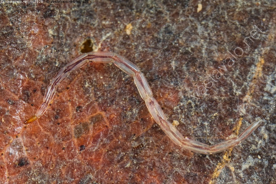 Kuva: Polttiaisen toukka - Ceratopogonidae polttiainen polttiaisen ...