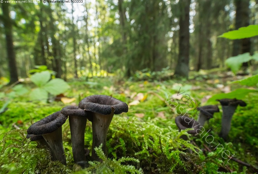 Kuva: Kuusikon torvisienet - Craterellus cornucopioides mustatorvisieni ...