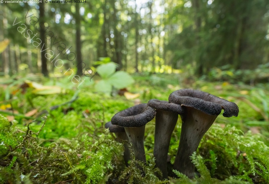 Kuva: Kuusikon torvisienet - Craterellus cornucopioides mustatorvisieni ...