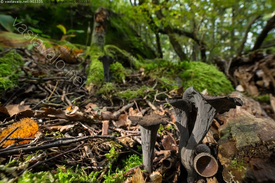 Kuva: Torvisieniä lehdossa - Craterellus cornucopioides mustatorvisieni ...
