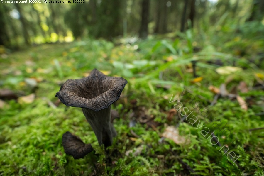 Kuva: Kuusikon torvisienet - Craterellus cornucopioides mustatorvisieni ...