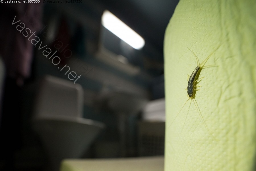 Kuva: Paperitoukka kylpyhuoneessa - Ctenolepisma longicaudata ...