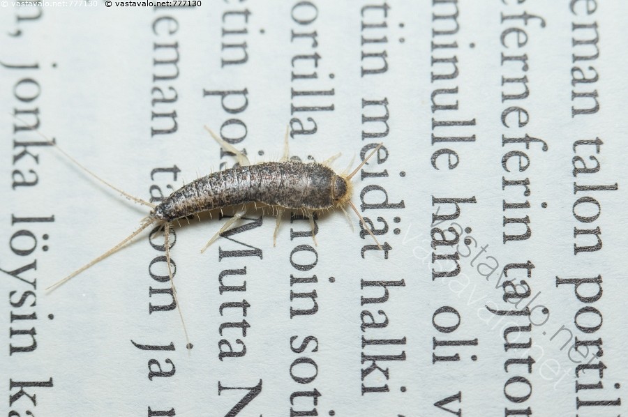 Kuva: Paperitoukka - Ctenolepisma longicaudata amerikkalainen ...