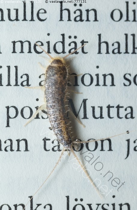 Kuva: Paperitoukka - Ctenolepisma longicaudata amerikkalainen ...