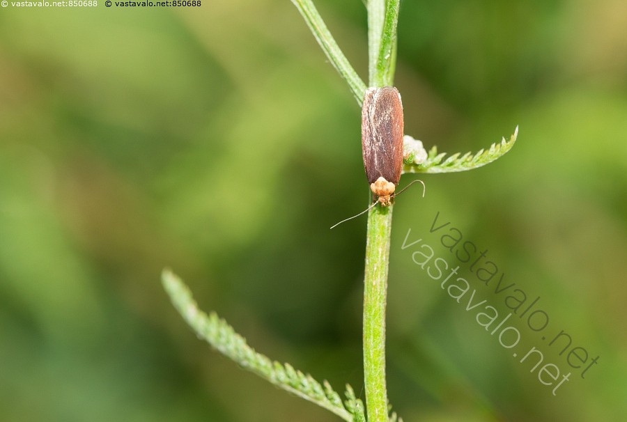 Kuva: Kuminalattakoi - Depressaria depressana kuminalattakoi lattakoi ...