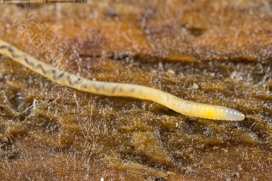 Kuva: Änkyrimato - Enchytraeidae änkyrimato harvasukasmato nivelmato ...