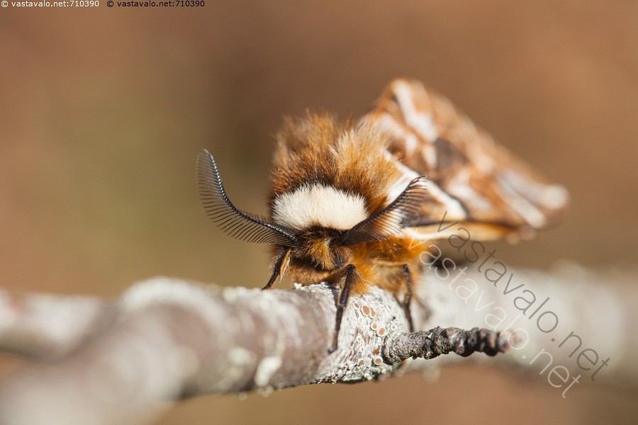 Kuva: Kevään kaunis perhonen kirjokehrääjä - Endromis versicolora ...