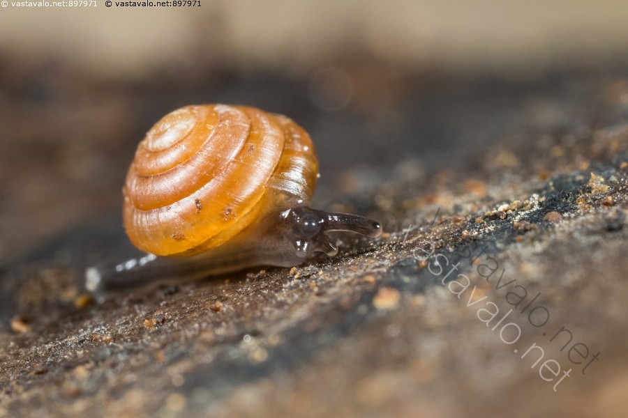 Kuva: Kartiokotilo - Euconulus fulvus kartiokotilo kotilo pienikokoinen ...