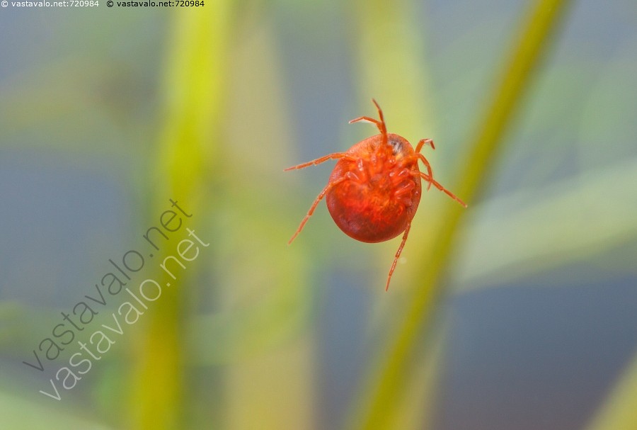 Kuva: Vesipunkki - Hydrachnidia punainen punkki vesipunkki ...