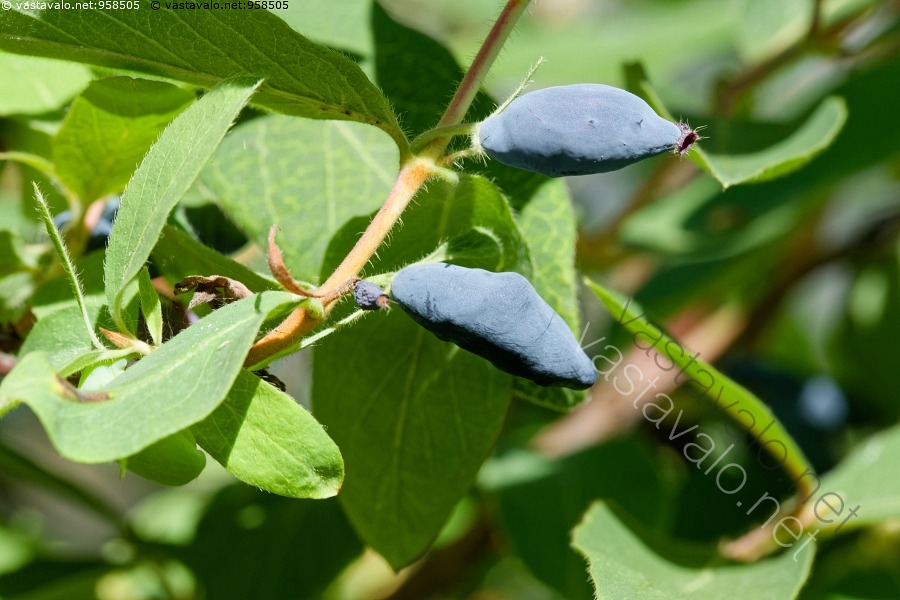 Kuva: Sinikuusama - Lonicera caerulea sinikuusama kuusama ...
