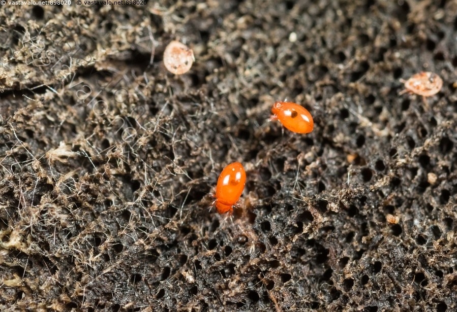 Kuva: Sammalpunkkeja - Oribatida sammalpunkki punainen punkki ...