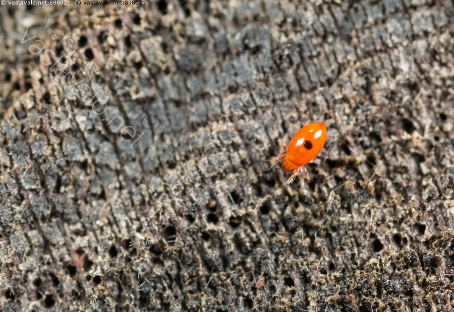 Kuva: Sammalpunkki - Oribatida sammalpunkki punainen punkki ...
