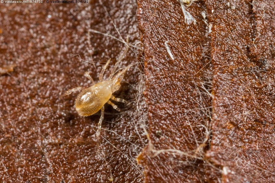 Kuva: Petopunkki - Parasitidae petopunkki punkki juoksupunkki ruskea ...