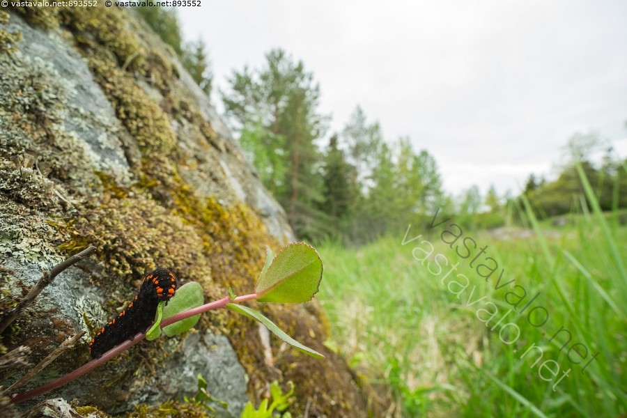 Kuva: Apollon toukka - Parnassius apollo isoapollo apolloperhonen ...