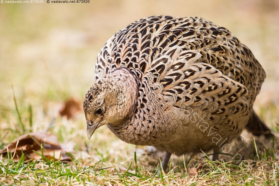 Kuva: Fasaani - Phasianus colchicus fasaani ruskea naaras riistalintu ...