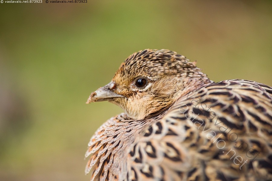Kuva: Fasaani - Phasianus colchicus fasaani ruskea naaras riistalintu ...