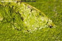 Hakutulokset - peittänyt - Kuvapankki - Kuvatoimisto Vastavalo.net