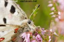 Kuva: Apollokalliolla syödään 3/3 - Parnassius apollo isoapollo ...