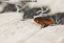 Kuva: Kirppu - kirppu kanankirppu lintukirppu Ceratophyllus gallinae ...