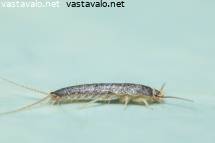 Kuva: Paperitoukka - Ctenolepisma longicaudata amerikkalainen ...