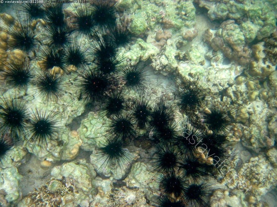 Kuva: Veden alaista elämää - merisiili vesi vesikamera Thaimaa koralli ...