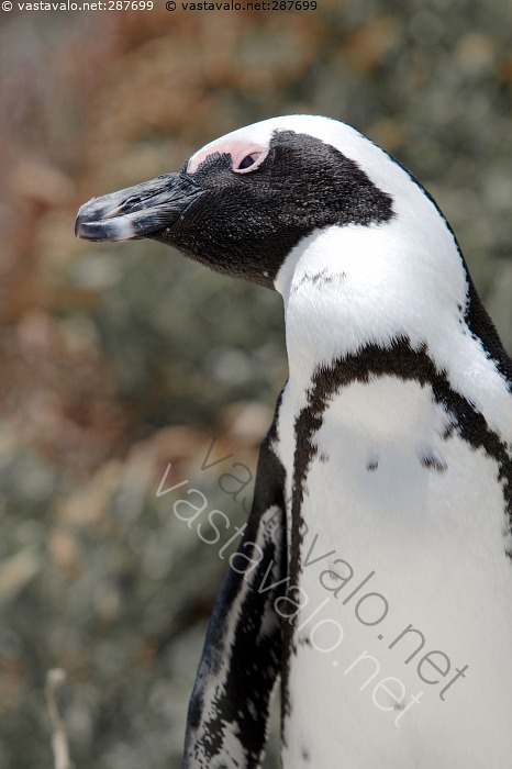 Kuva: Pikku-Pingu 2 - pieni mini-pingviini rantalintu pingviini Etelä ...