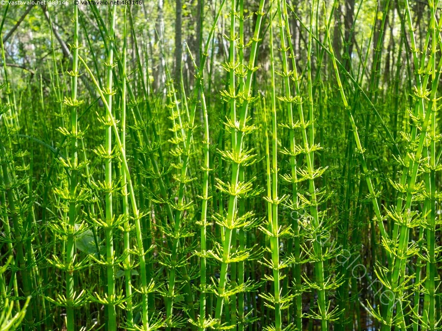 Kuva: Kortteet - järvikorte korte kortekasvi rantakasvi putkilokasvi ...