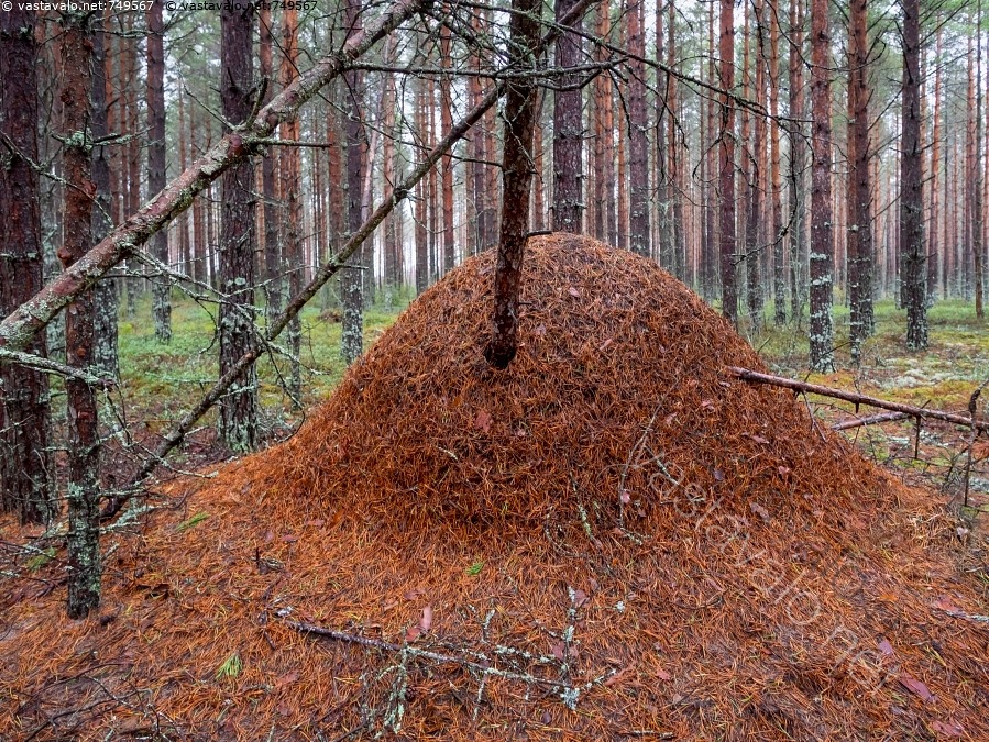 Kuva: Mäntymetsän muurahaiskeko - muurahaispesä muurahaiskeko keko ...
