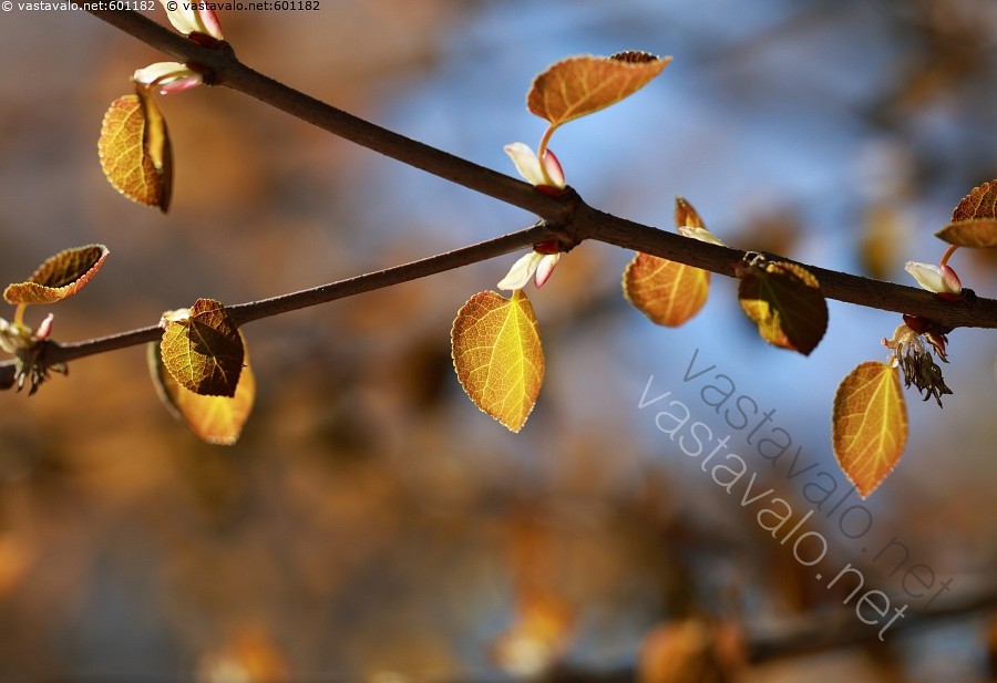 Kuva: Katsuran kultaisia lehtiä - puu lehtipuu katsura Cercidiphyllum ...