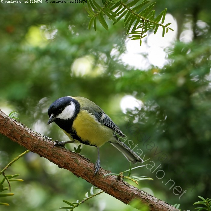 Kuva: Tintti tarkkana - talitiainen Parus major tiainen tintti ...